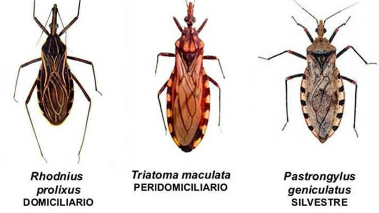 Reportan presencia de chipos infectados en Baruta