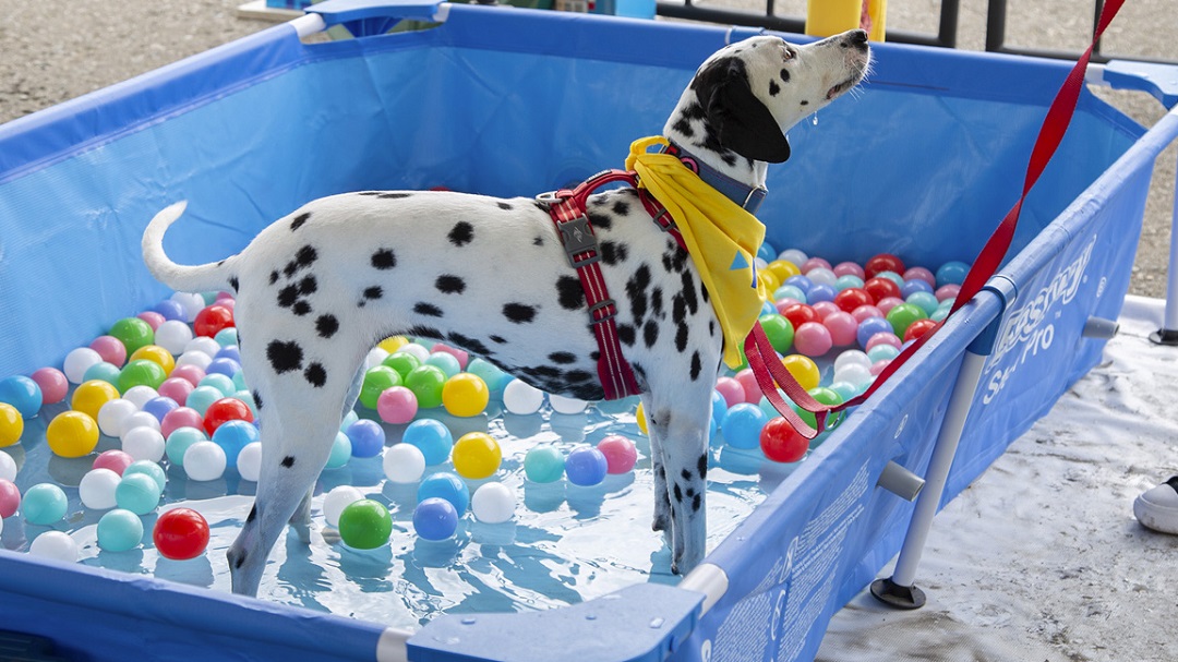 EPA realizará Feria de las Mascotas