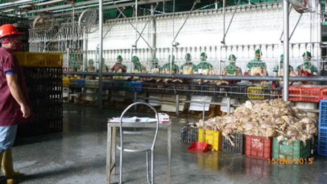 Desmienten presencia de "salmonella" en matadero de Pollos Amanacú en ...