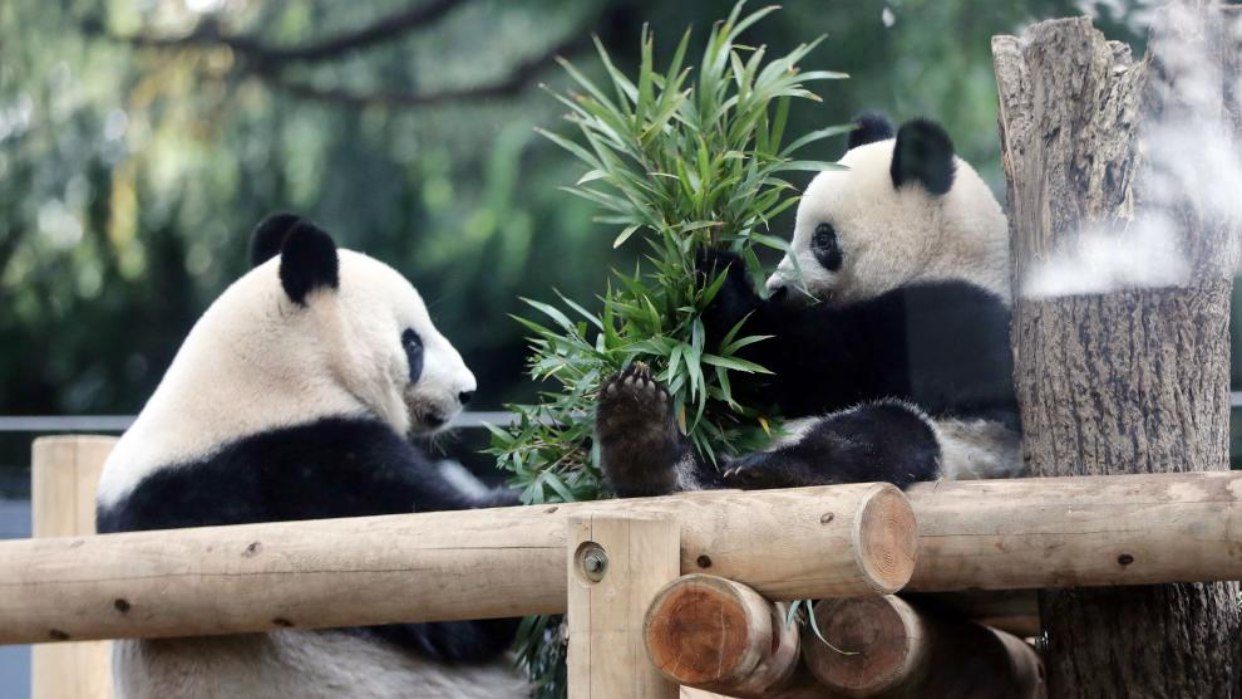 Crisis de pandas entre EEUU y China: otros tres regresan a casa desde ...