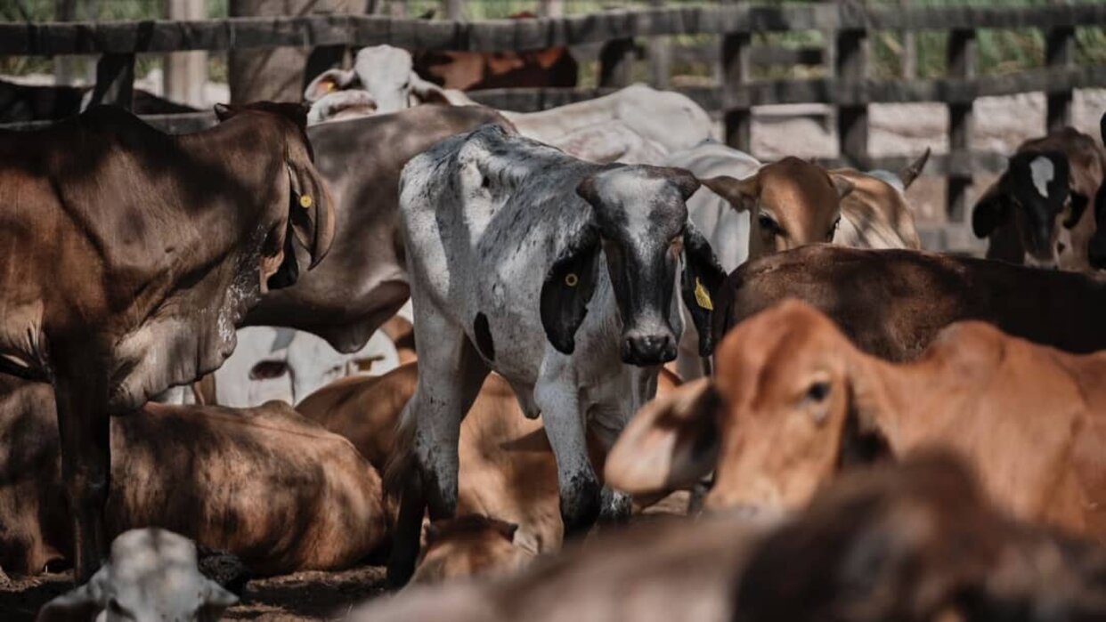 Campaña contra la Fiebre Aftosa une a productores y organismos en ...