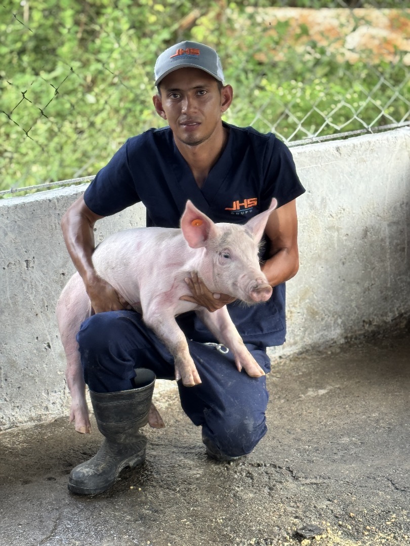 JHS Agroindustria produce sus primeras cerdas Topigs Norsvin TN70