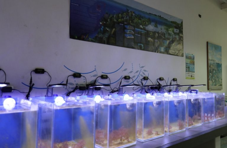 Coral invasor que está en Venezuela puede expandirse por la corriente